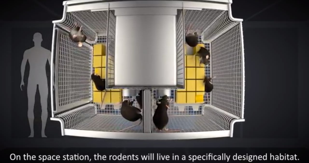NASA Wants Rats In Space, And We Sure Don't Want Them On Earth