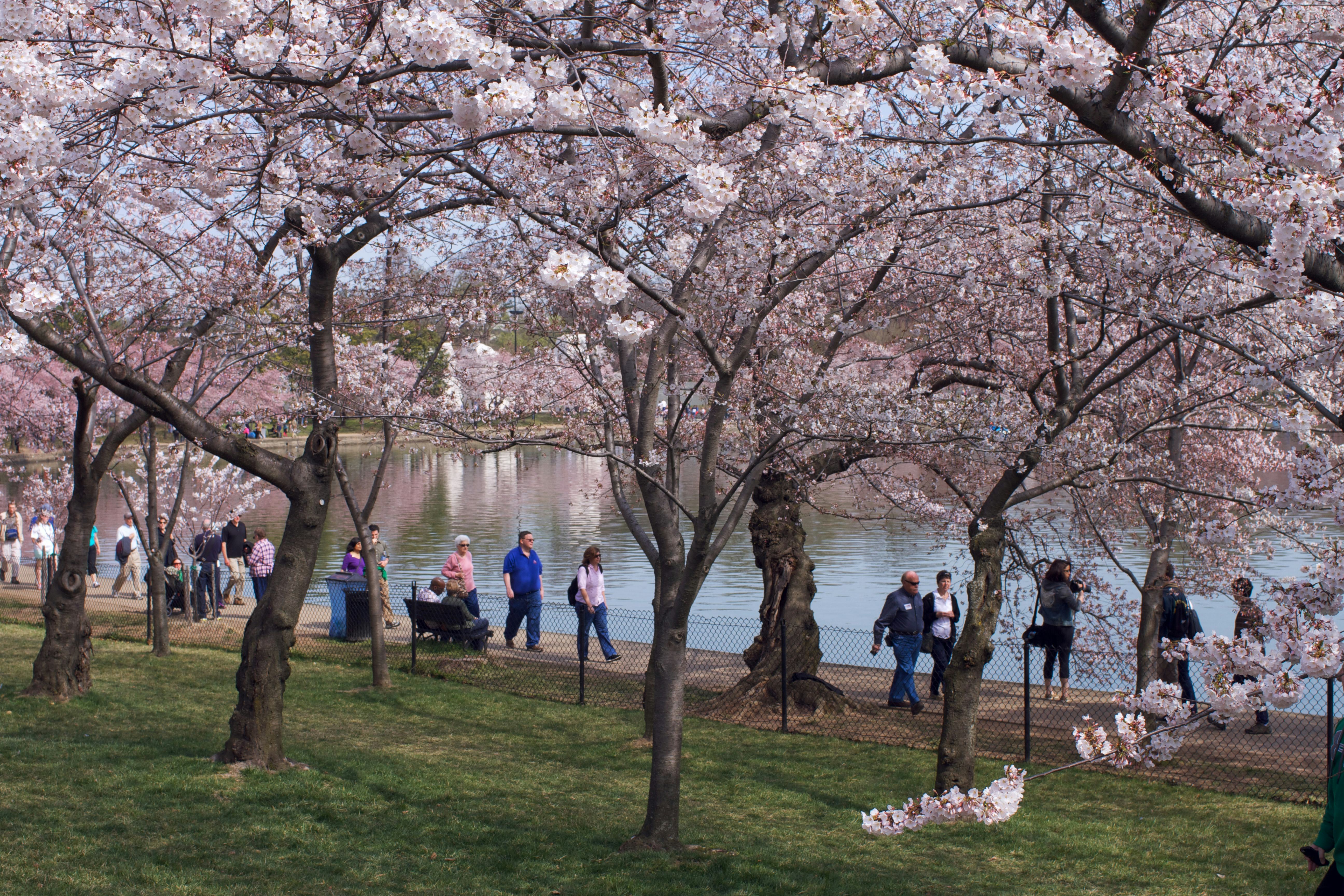 8 Spring Festivals In America That You Have To Attend At Least Once In ...