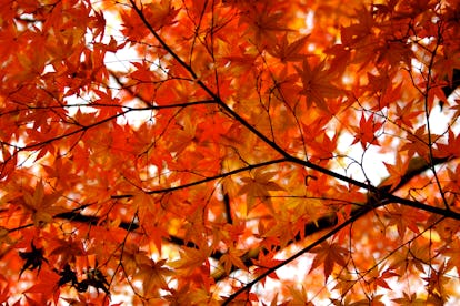 10 Autumn Quotes To Get You Excited About the First Day of Fall