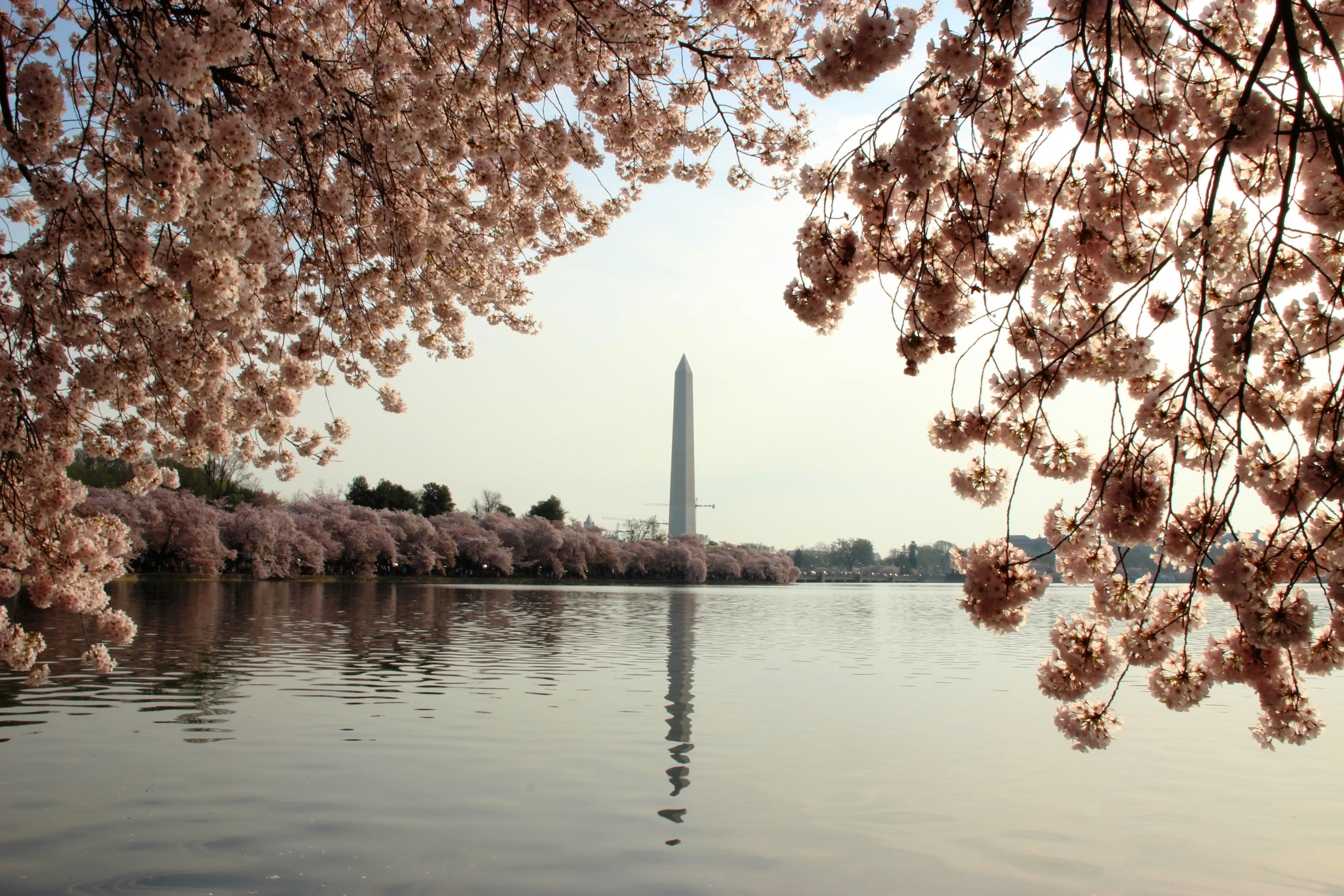 8 Best Places To See Cherry Blossoms This Spring, Because Washington, D ...