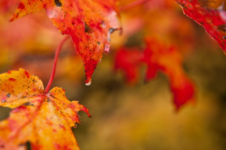 12 Inspiring Fall Quotes That Will Reinforce Your Love For The Best ...