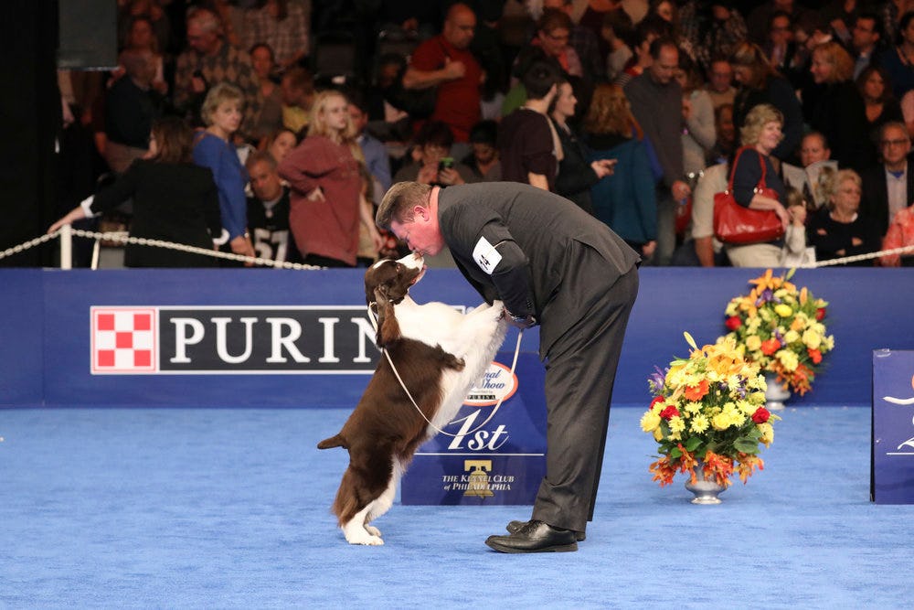 17 2016 National Dog Show Dogs That Will Melt Your Heart