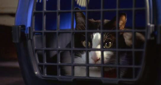 8 Reasons Why 'The Princess Diaries' Fat Louie Was The Real Star Of The ...