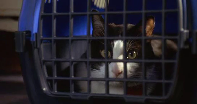 8 Reasons Why 'The Princess Diaries' Fat Louie Was The Real Star Of The ...