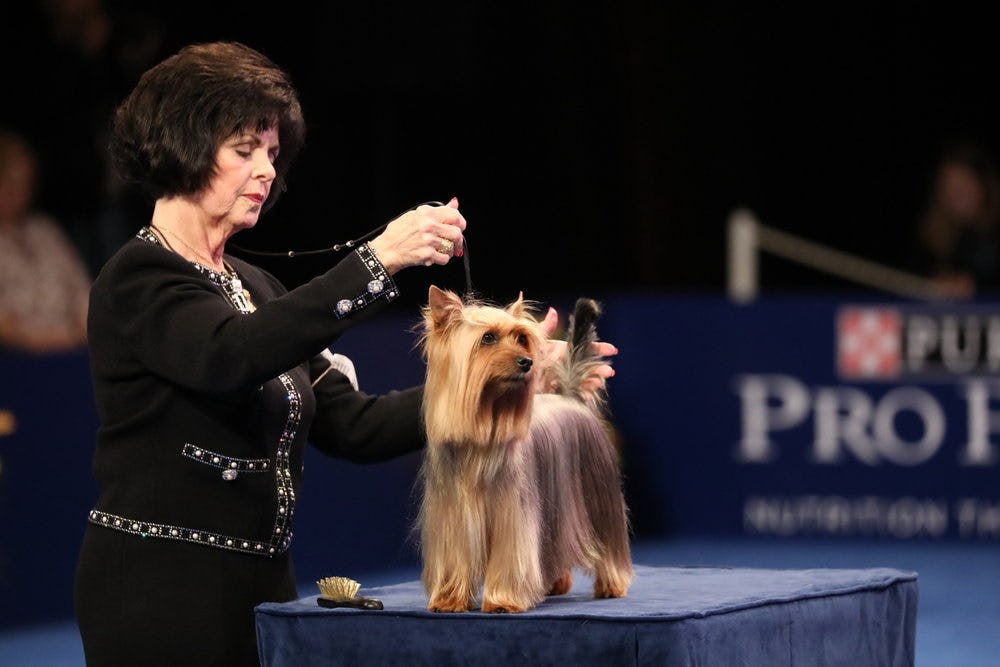 17 2016 National Dog Show Dogs That Will Melt Your Heart