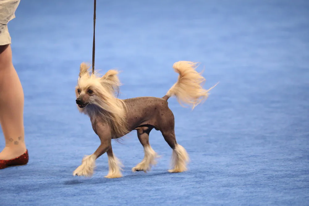17 2016 National Dog Show Dogs That Will Melt Your Heart