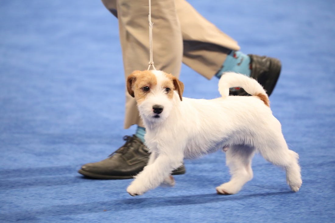 17 2016 National Dog Show Dogs That Will Melt Your Heart