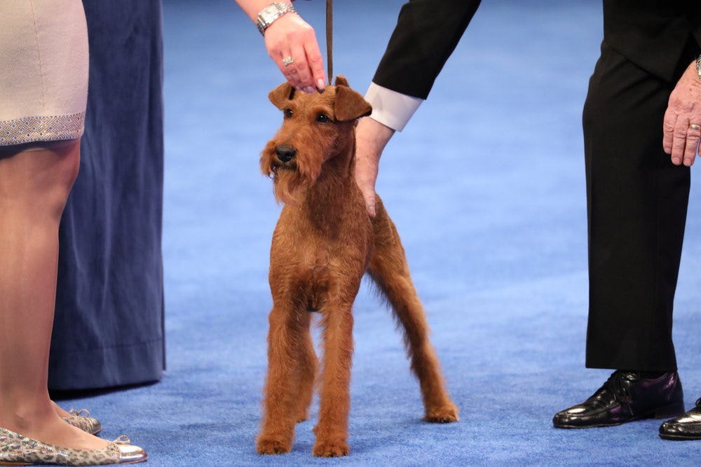 17 2016 National Dog Show Dogs That Will Melt Your Heart