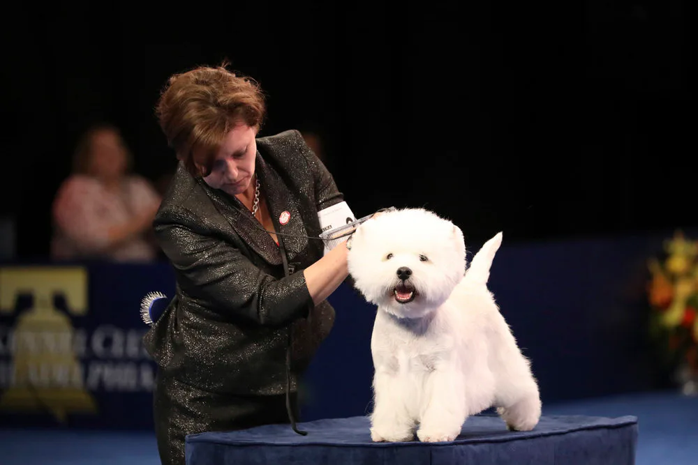 17 2016 National Dog Show Dogs That Will Melt Your Heart