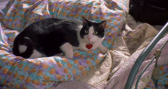 8 Reasons Why 'The Princess Diaries' Fat Louie Was The Real Star Of The ...
