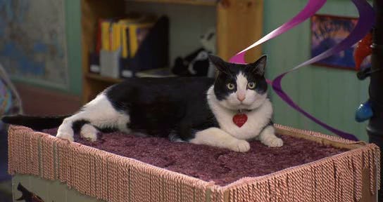 8 Reasons Why 'The Princess Diaries' Fat Louie Was The Real Star Of The ...