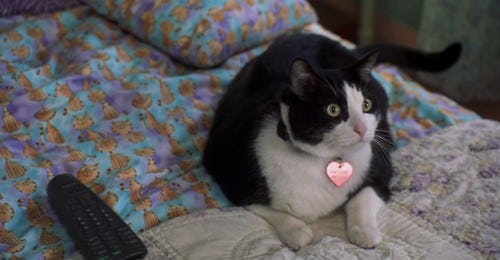 8 Reasons Why 'The Princess Diaries' Fat Louie Was The Real Star Of The ...