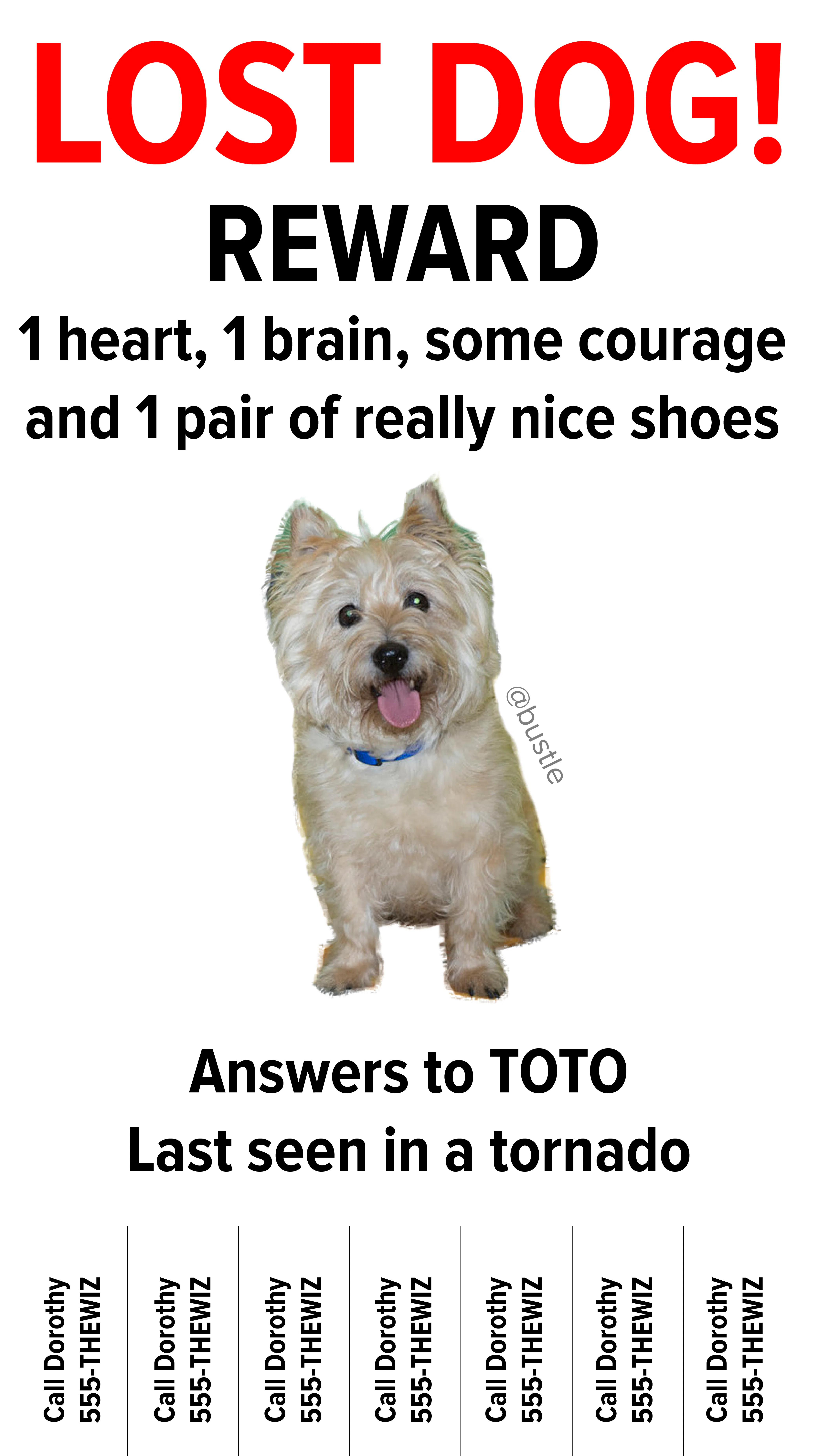 Toto Lost Dog