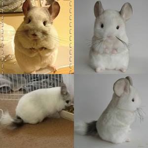 "Cuddle Clones" Will Make A Stuffed Version Of Your Pet, So Do With ...