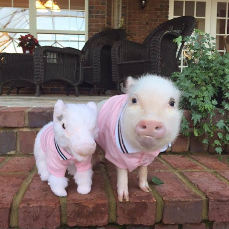 "Cuddle Clones" Will Make A Stuffed Version Of Your Pet, So Do With ...