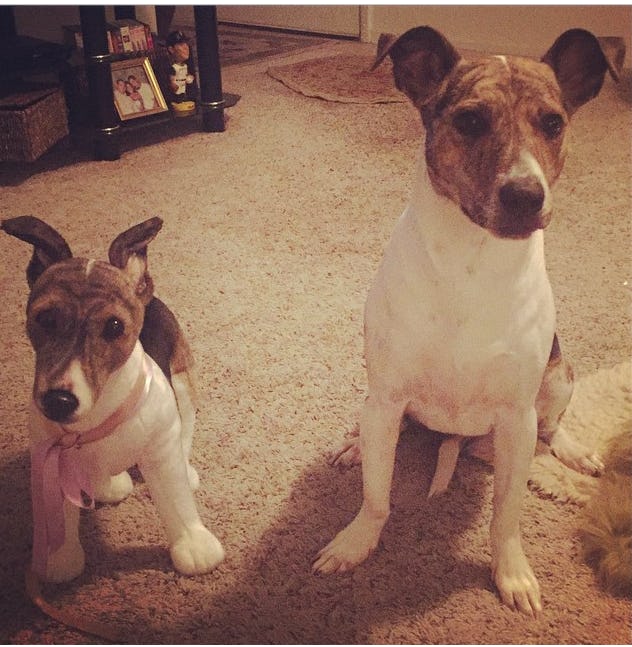 "Cuddle Clones" Will Make A Stuffed Version Of Your Pet, So Do With ...