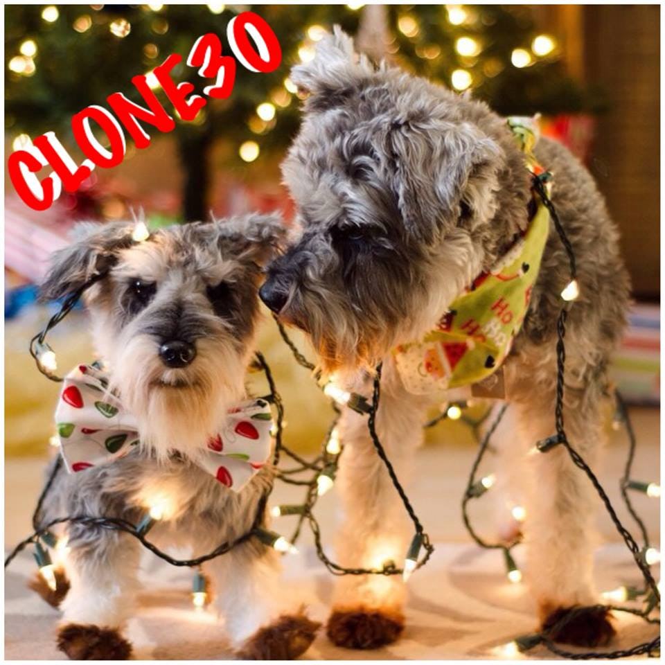 "Cuddle Clones" Will Make A Stuffed Version Of Your Pet, So Do With ...