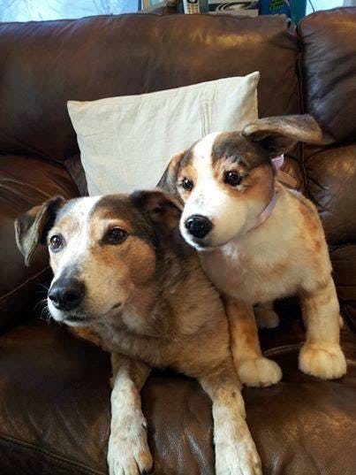 "Cuddle Clones" Will Make A Stuffed Version Of Your Pet, So Do With ...