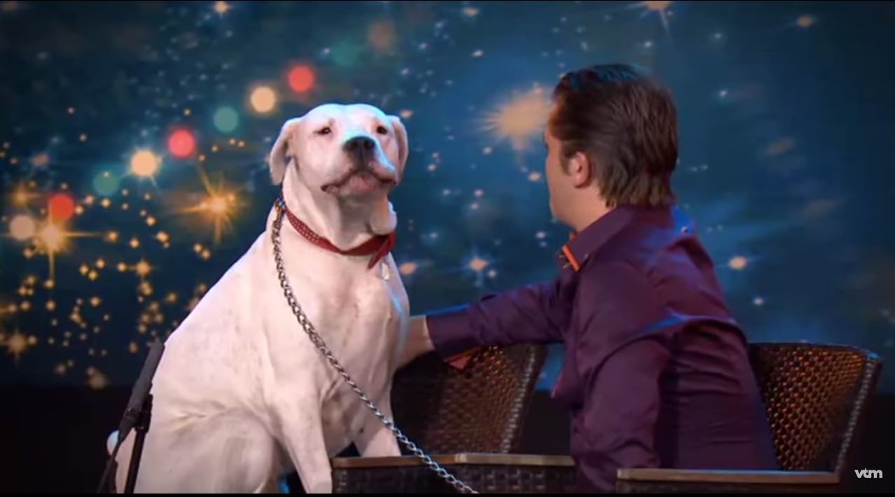 This Dog Singing Along To Whitney Houston's "I Will Always Love You" On ...