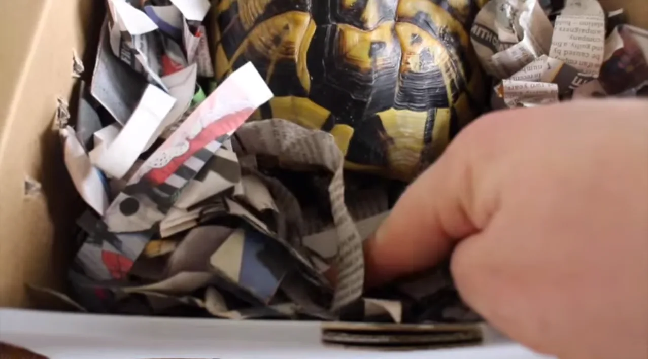 Man Wakes Up His Pet Tortoise Who Has Been Hibernating In A Fridge For ...