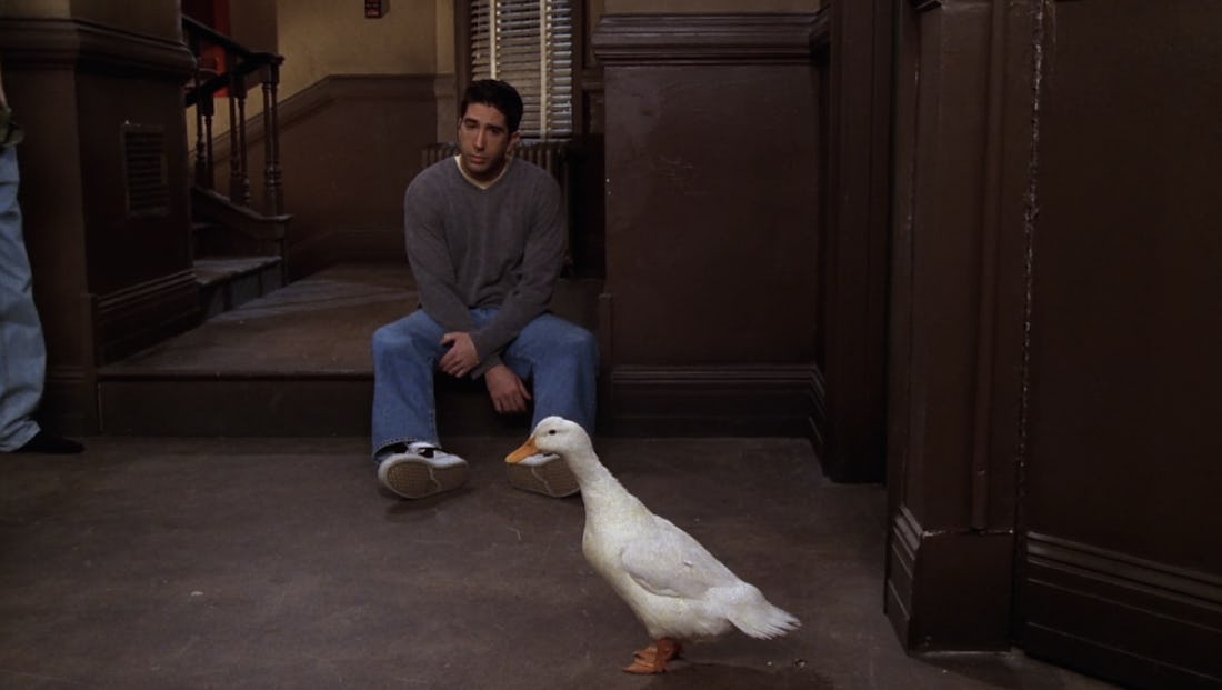 Ranking Every Animal On 'Friends,' From Marcel The Monkey To Mrs ...