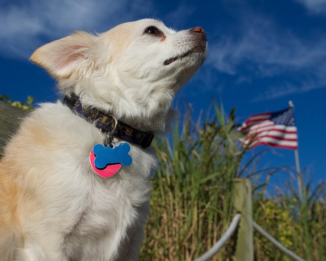 12 Animals Dressed Up For The Fourth Of July, Because They Love America ...