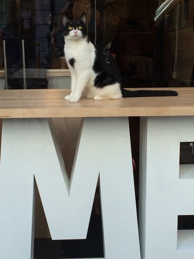 Inside Meow Parlour, NYC's First Cat Cafe — Here's Why You Need To ...