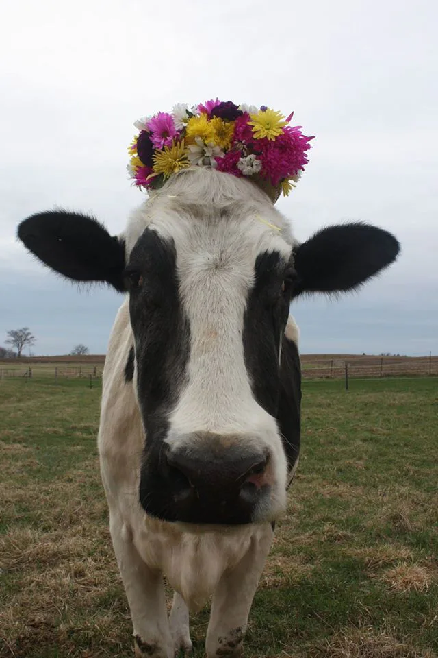 Blosom, The World's Tallest Cow, Is Dead, But The Gentle Giant Had A ...