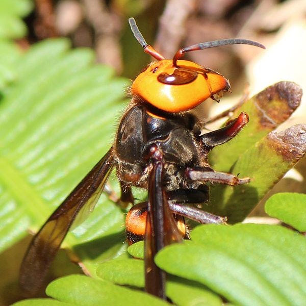 6 Truly Horrifying Insects That Will Seriously Make You Question If You ...
