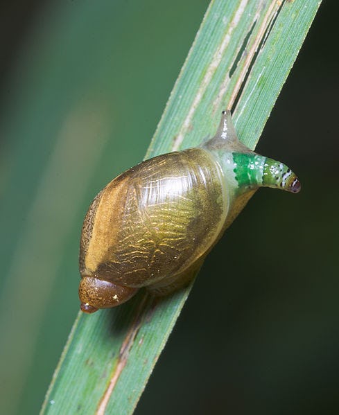 6 Truly Horrifying Insects That Will Seriously Make You Question If You ...