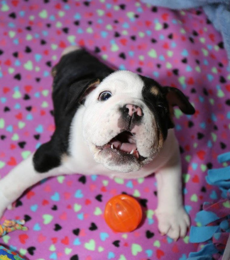 This Puppy Only Has Half Of His Body From A Spinal Condition, But He ...
