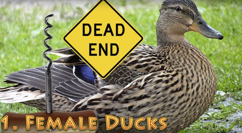 9 Feminist Animal Icons To Admire, Because Our Furry, Feathered, And ...