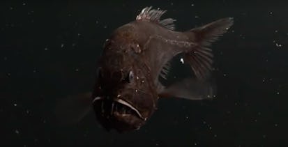 15 Terrifying Things In The Ocean, Because 'Jaws' Has Nothing On These ...