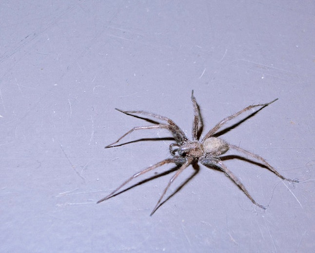 9 Horrifying Insects That Live In The United States (That Can Actually ...