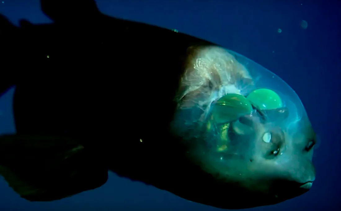 15 Terrifying Things In The Ocean, Because 'Jaws' Has Nothing On These ...