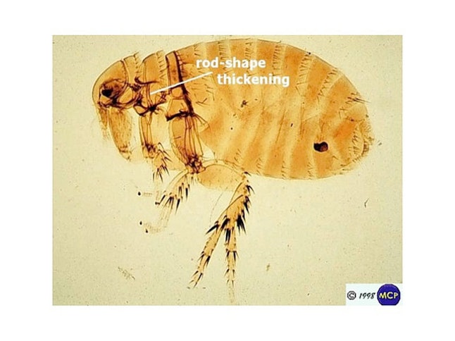 9 Horrifying Insects That Live In The United States (That Can Actually ...