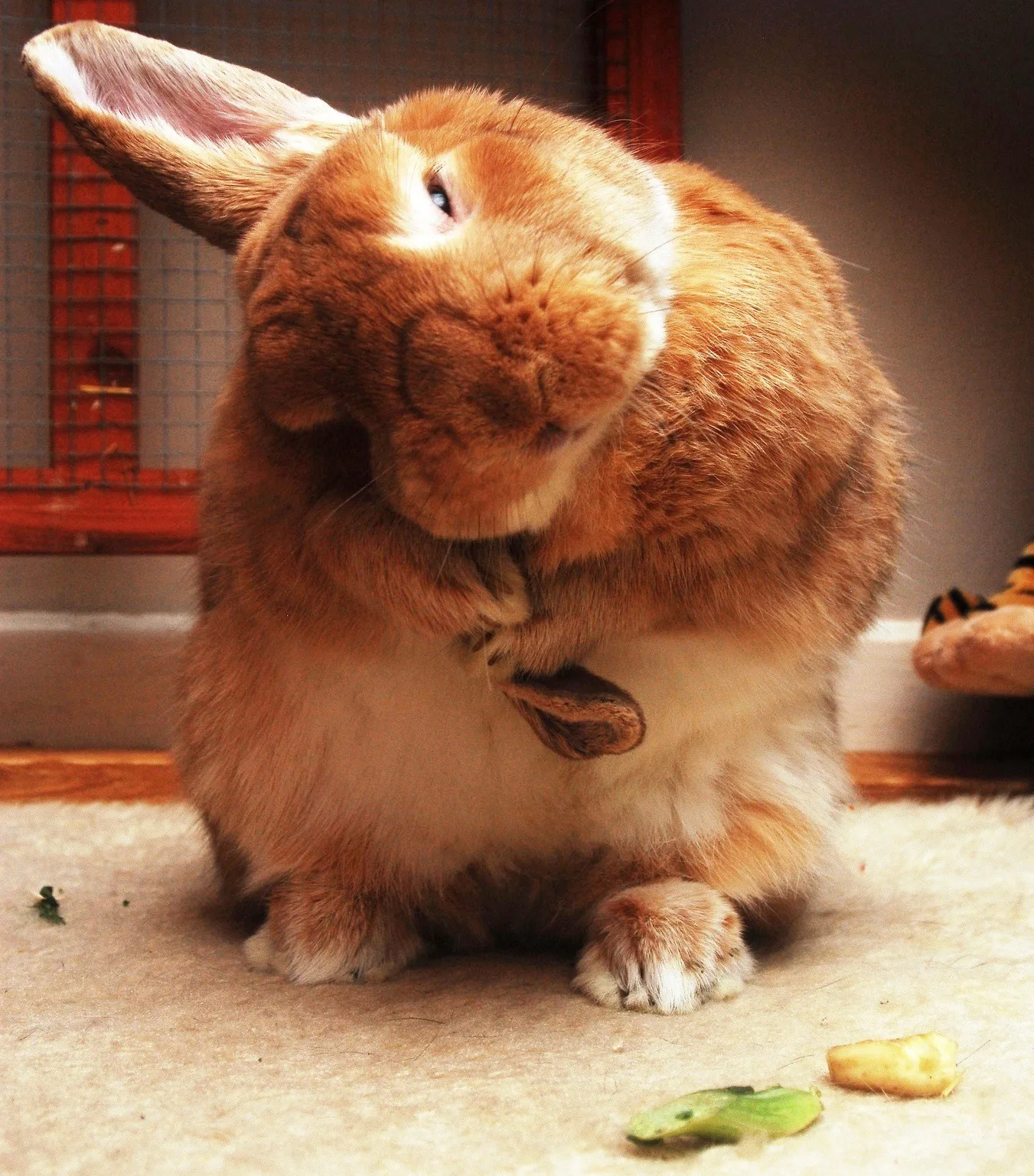 6 Style Lessons We Can Learn From Bunny Rabbits — Time To Dress Bravely ...