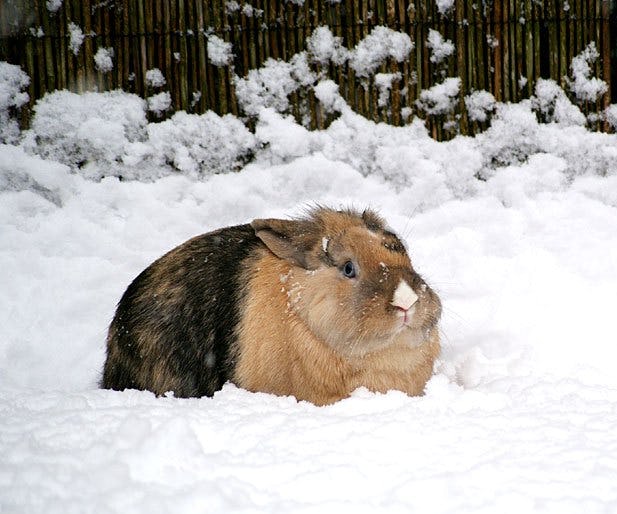 6 Style Lessons We Can Learn From Bunny Rabbits — Time To Dress Bravely ...