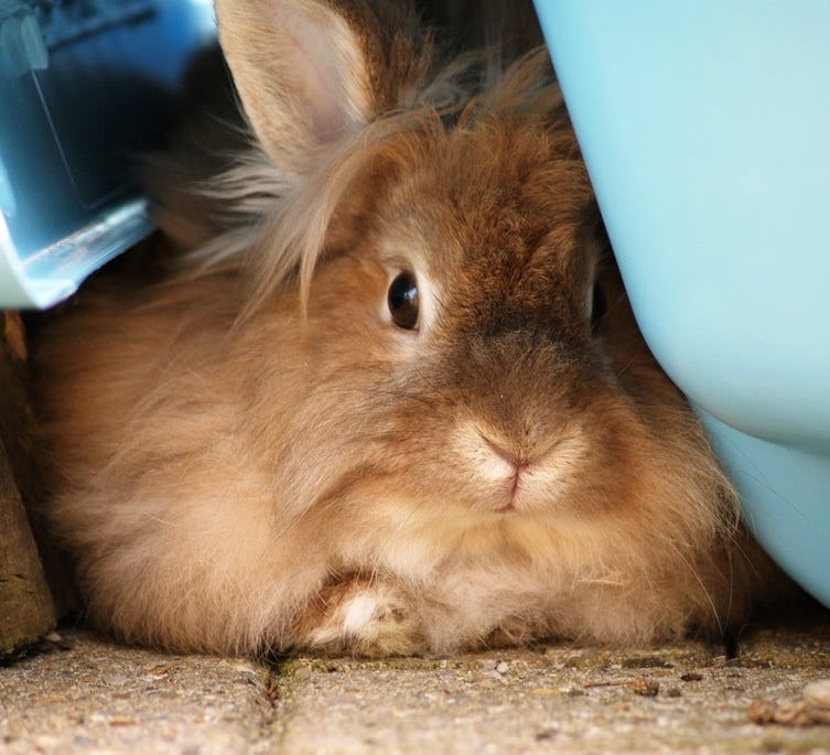 6 Style Lessons We Can Learn From Bunny Rabbits — Time To Dress Bravely ...