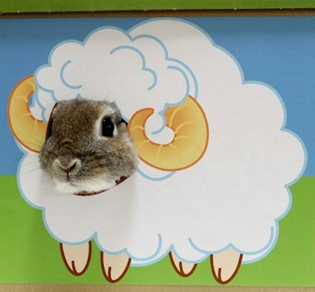 6 Style Lessons We Can Learn From Bunny Rabbits — Time To Dress Bravely ...