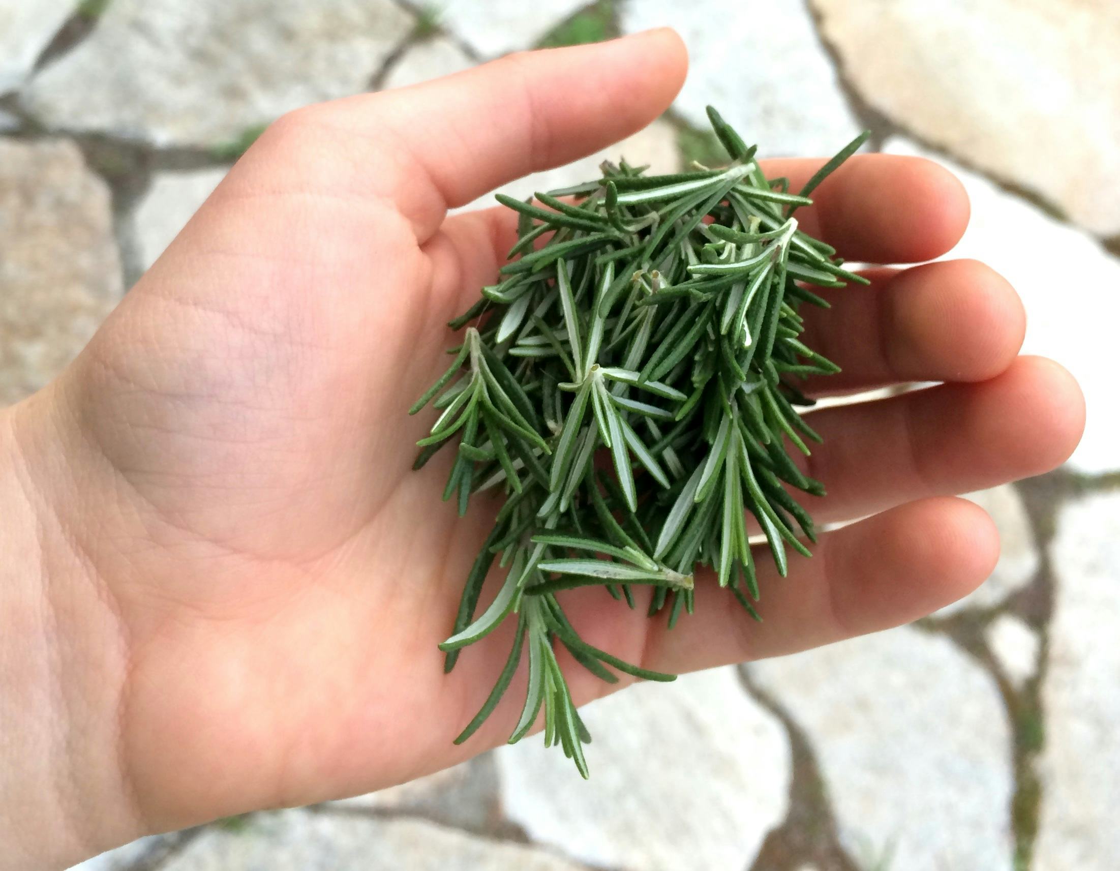 DIY Face Mask Experiment For A Tasty Face: Combine Rosemary, Raw Honey ...