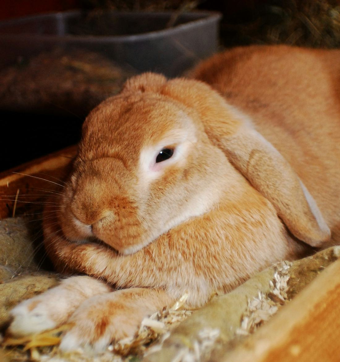 6 Style Lessons We Can Learn From Bunny Rabbits — Time To Dress Bravely ...