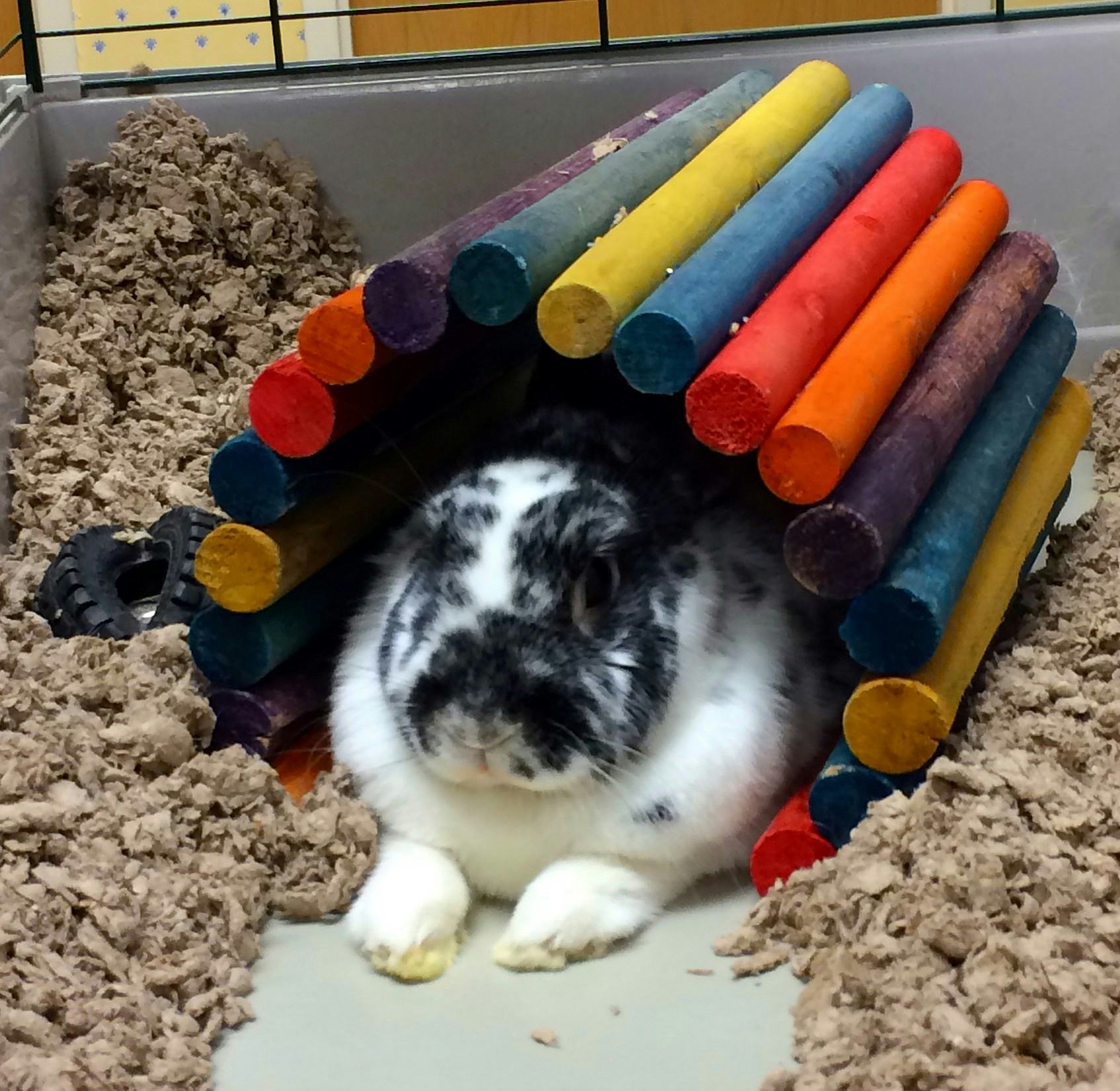 6 Style Lessons We Can Learn From Bunny Rabbits — Time To Dress Bravely ...