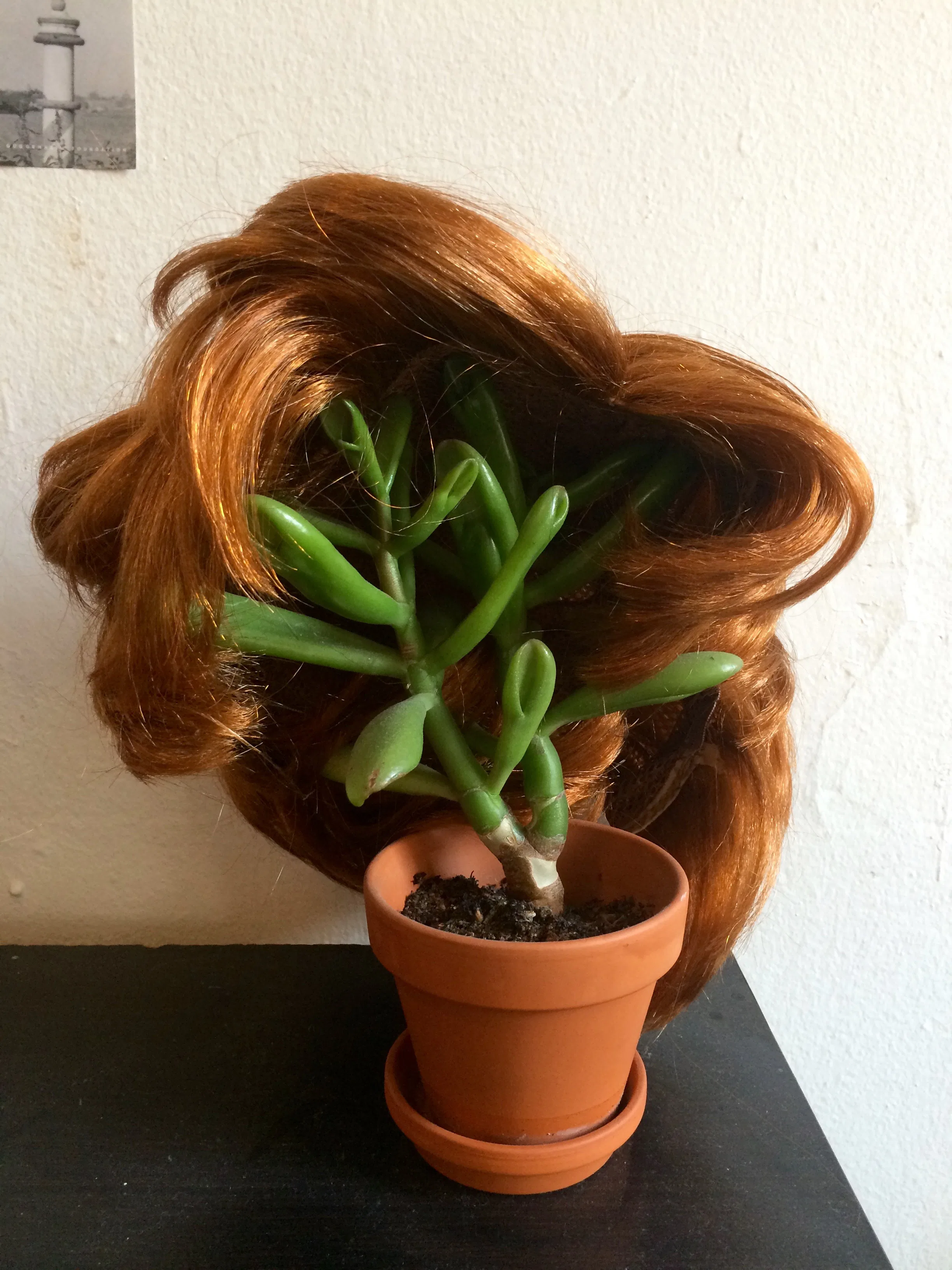 21 Things With Donald Trump's Hair To Prove You Can Trump-ify Anything ...