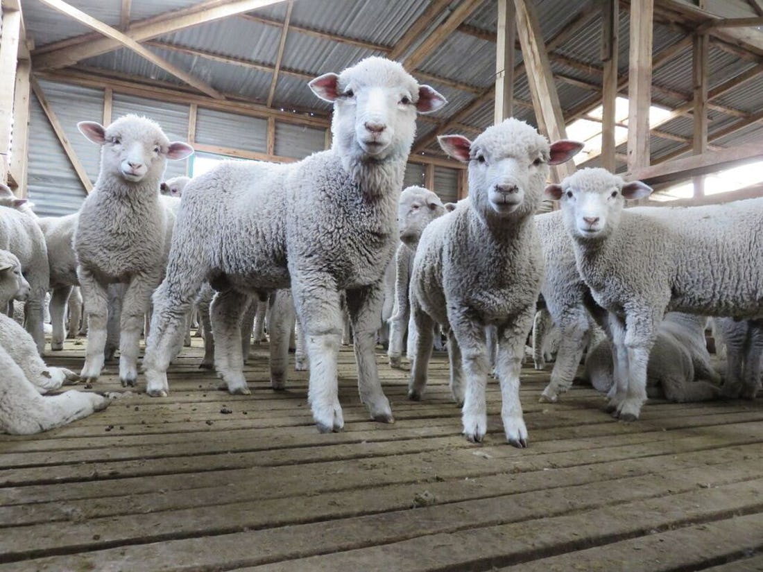 Wool Is Just As Cruel As Fur & PETA's New Campaign Proves It — EXCLUSIVE