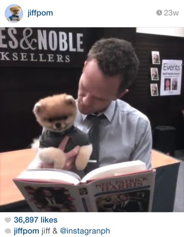 Jiff the Pomeranian Is Too Cute To Actually Exist, And I'm Not ...