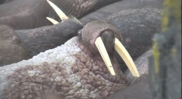 This 24-Hour Walrus Cam Shows Us Exactly What Walruses Get Up To During ...