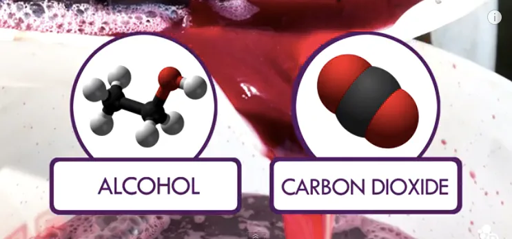 "The Chemistry Of Wine" Video From 'Reactions' Teaches Us Loads Of ...