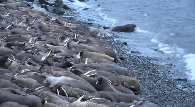 This 24-Hour Walrus Cam Shows Us Exactly What Walruses Get Up To During ...