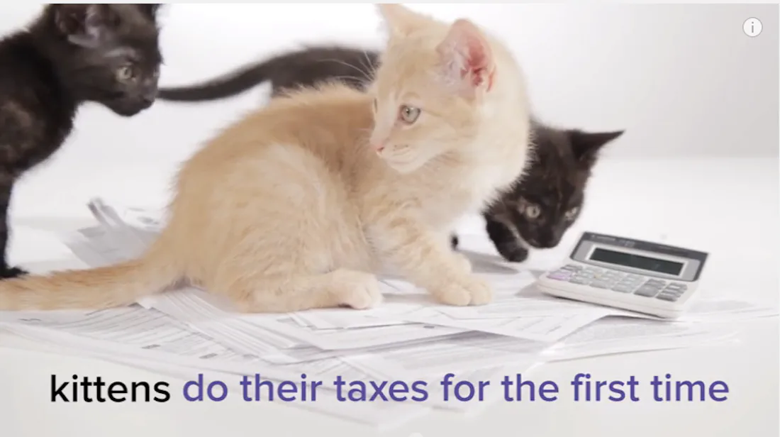 "Kittens Doing Stuff For the First Time" Video From BuzzFeed Shows That ...